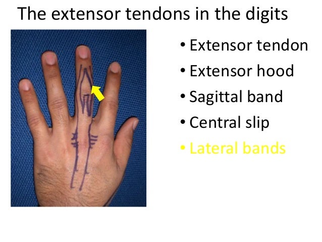 Hand surface anatomy