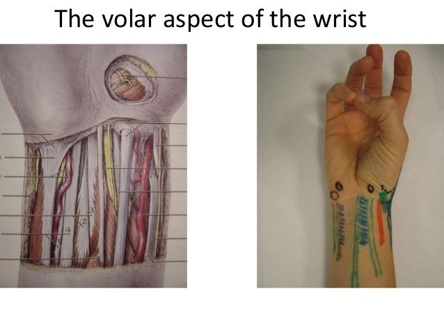 Hand surface anatomy