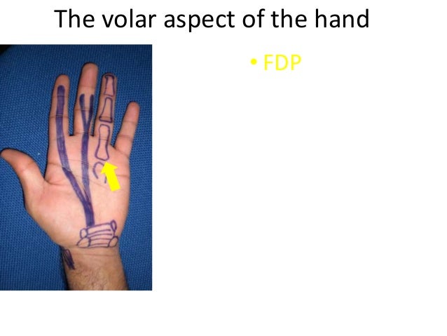 Hand surface anatomy