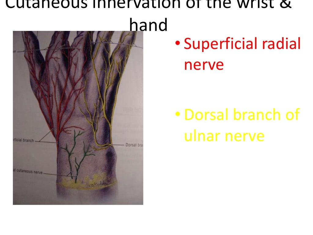 Hand surface anatomy