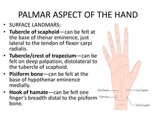Hand | PPT