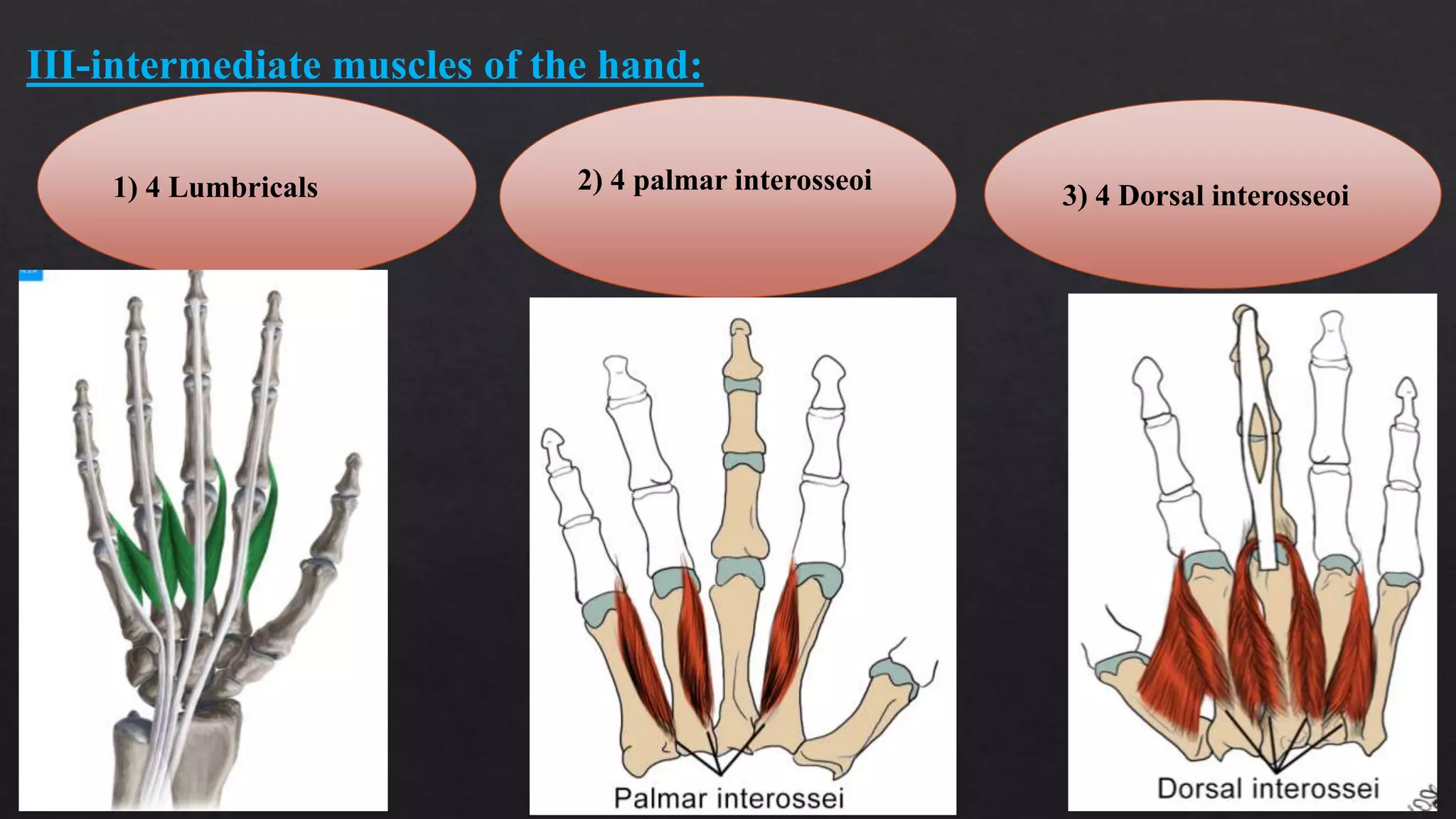 anatomy of the hand.pptx