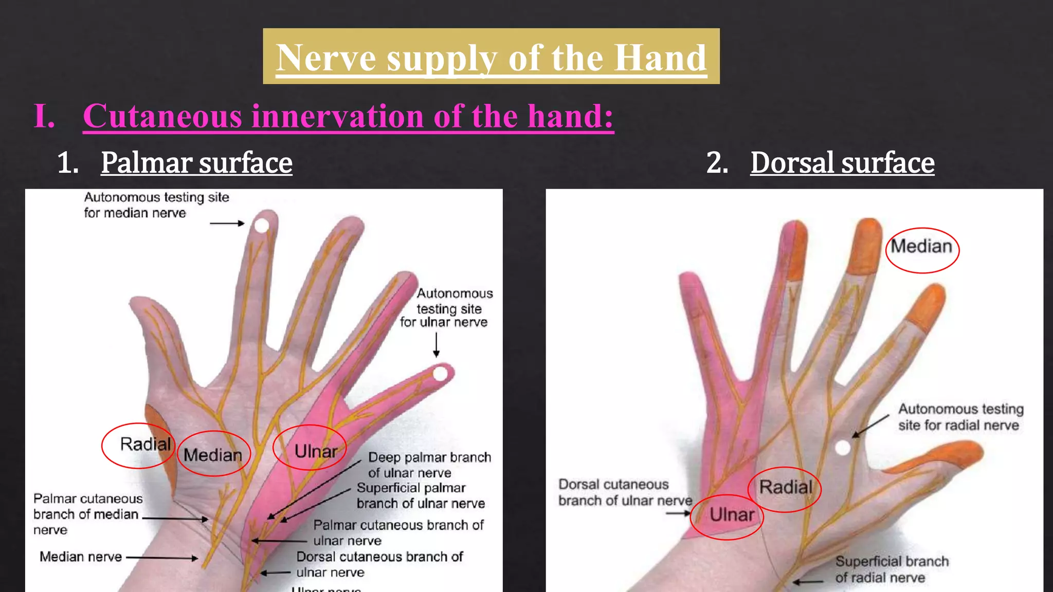 anatomy of the hand.pptx