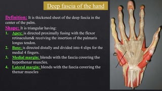 anatomy of the hand.pptx | Death, Injury, or Military Conflict ...