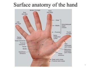 HAND.pptx
