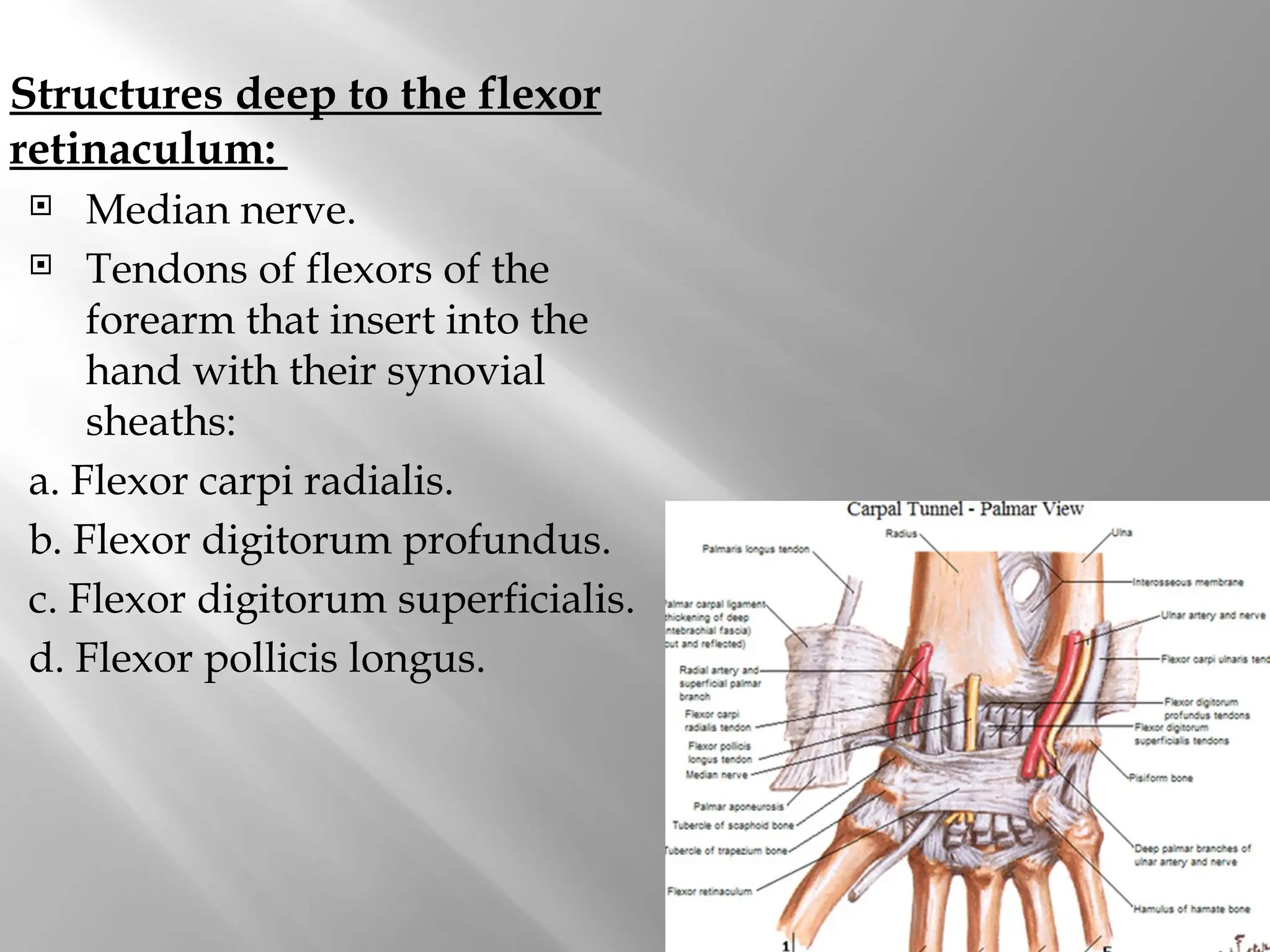anatomy of the hand and its blood supply.ppt