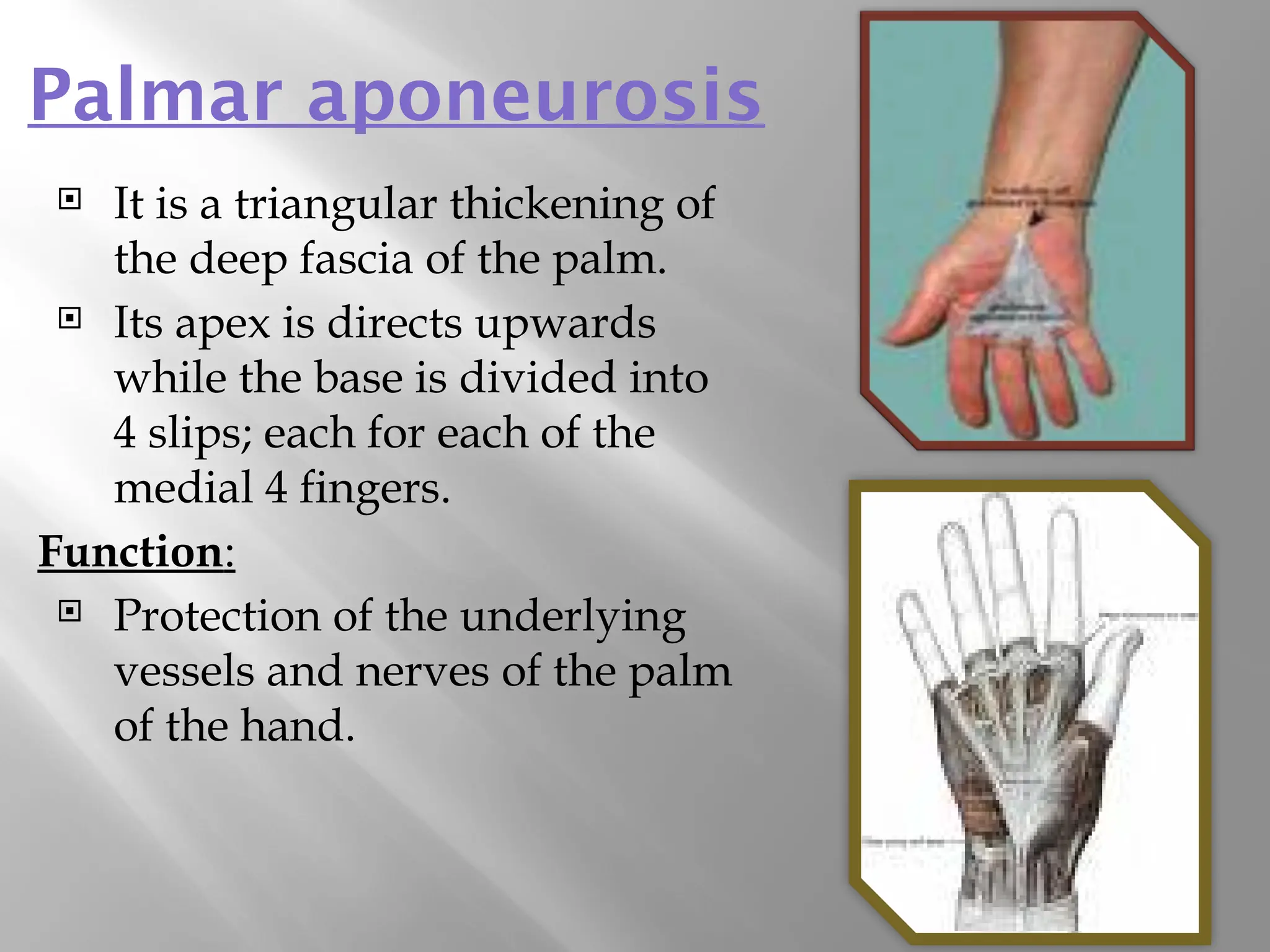 anatomy of the hand and its blood supply.ppt