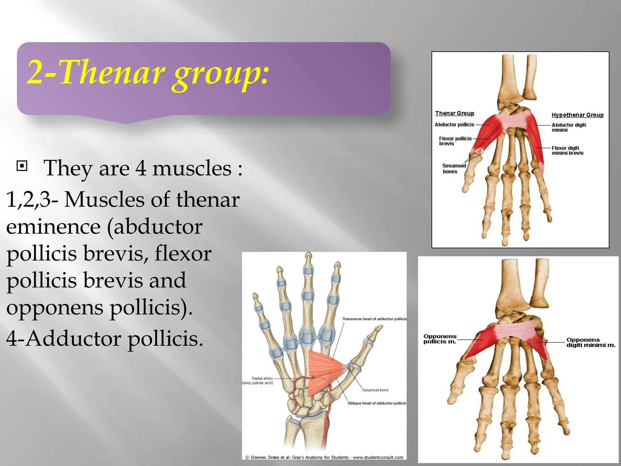 anatomy of the hand and its blood supply.ppt