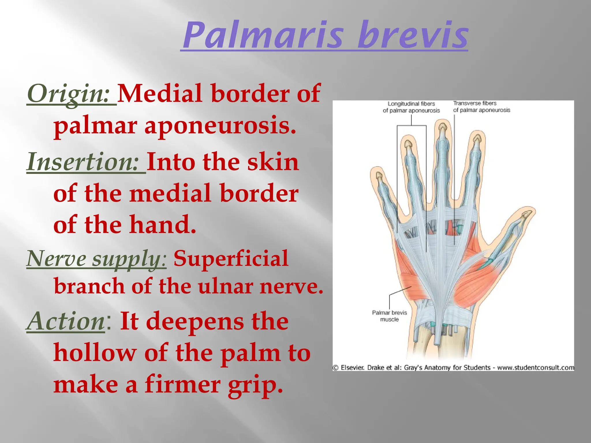 anatomy of the hand and its blood supply.ppt