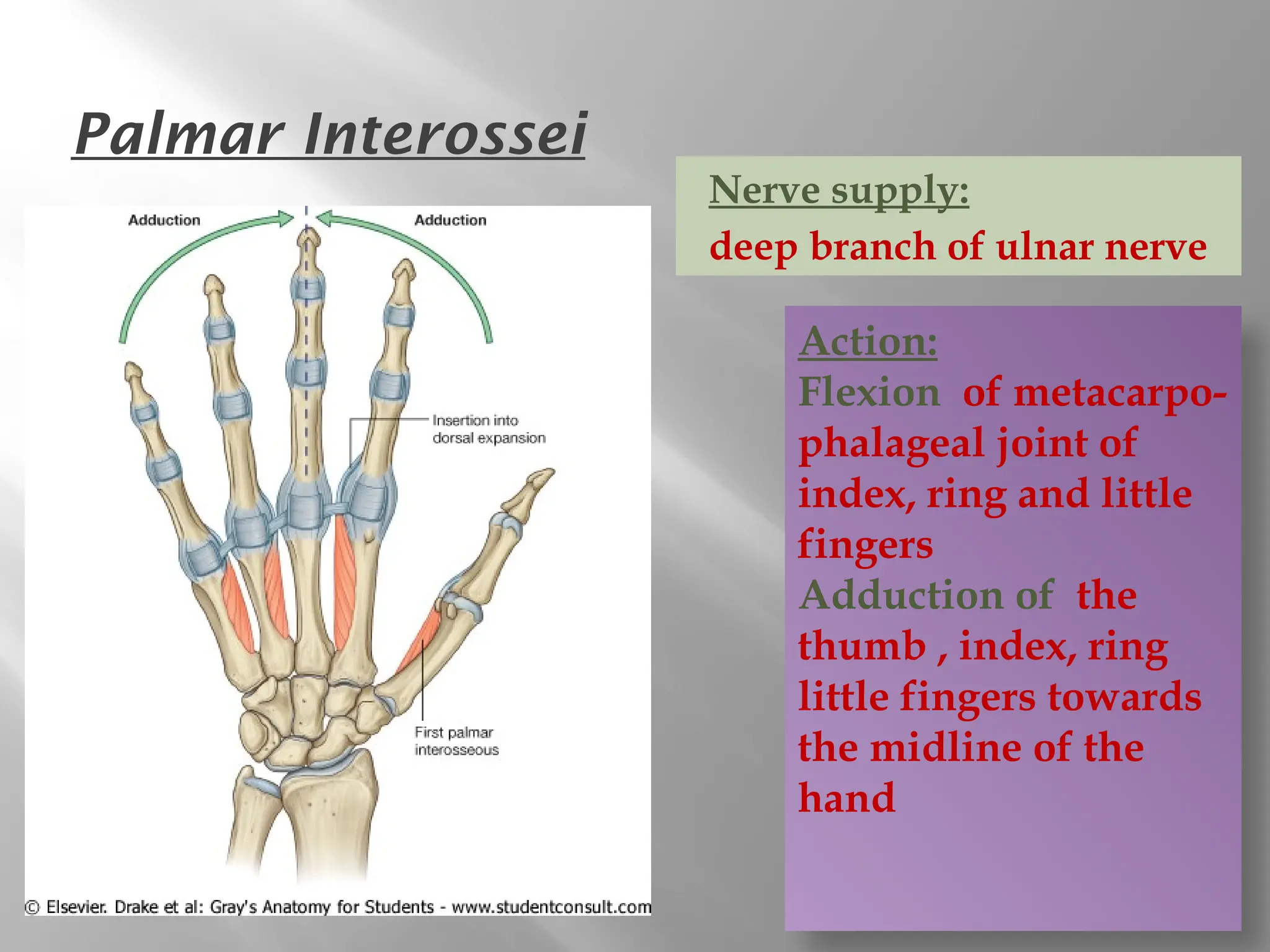 anatomy of the hand and its blood supply.ppt