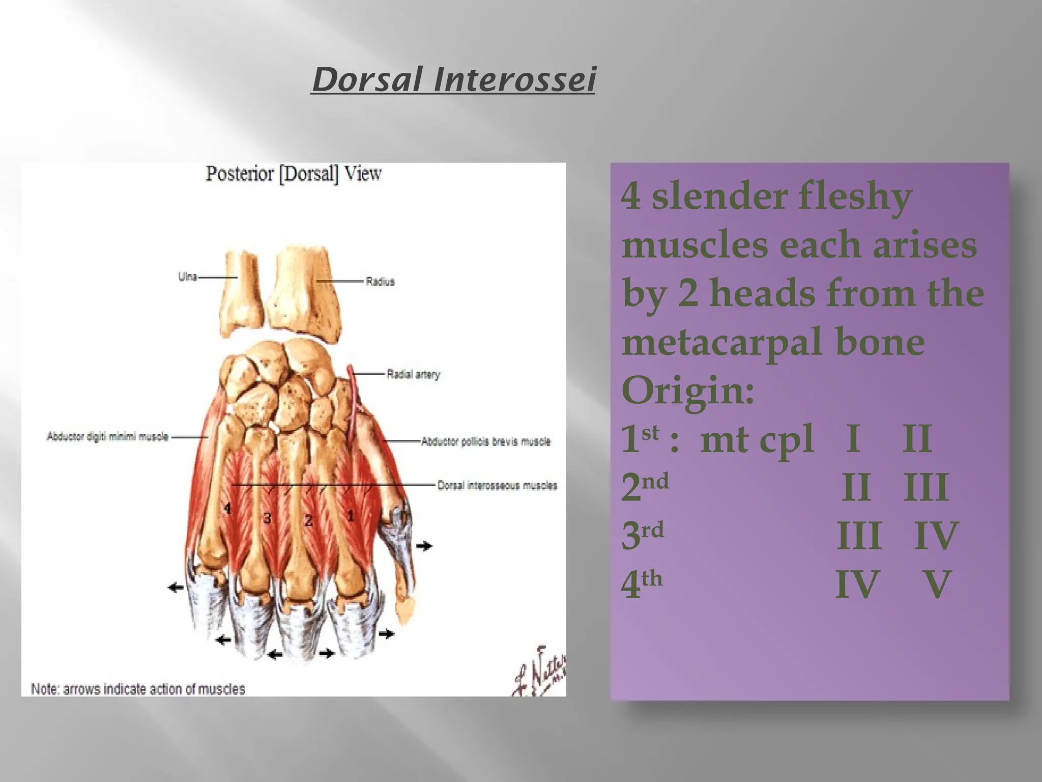 anatomy of the hand and its blood supply.ppt