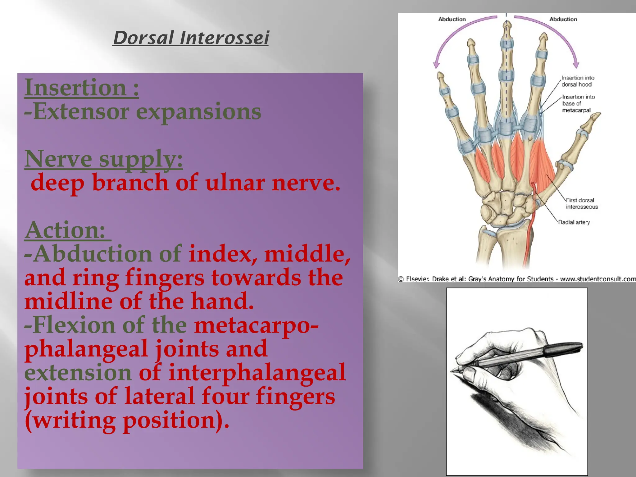 anatomy of the hand and its blood supply.ppt