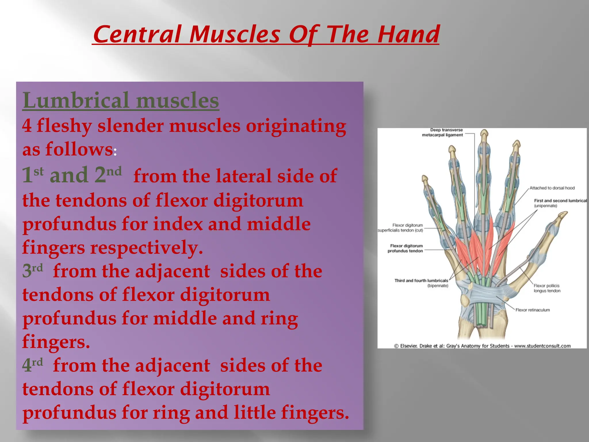 anatomy of the hand and its blood supply.ppt