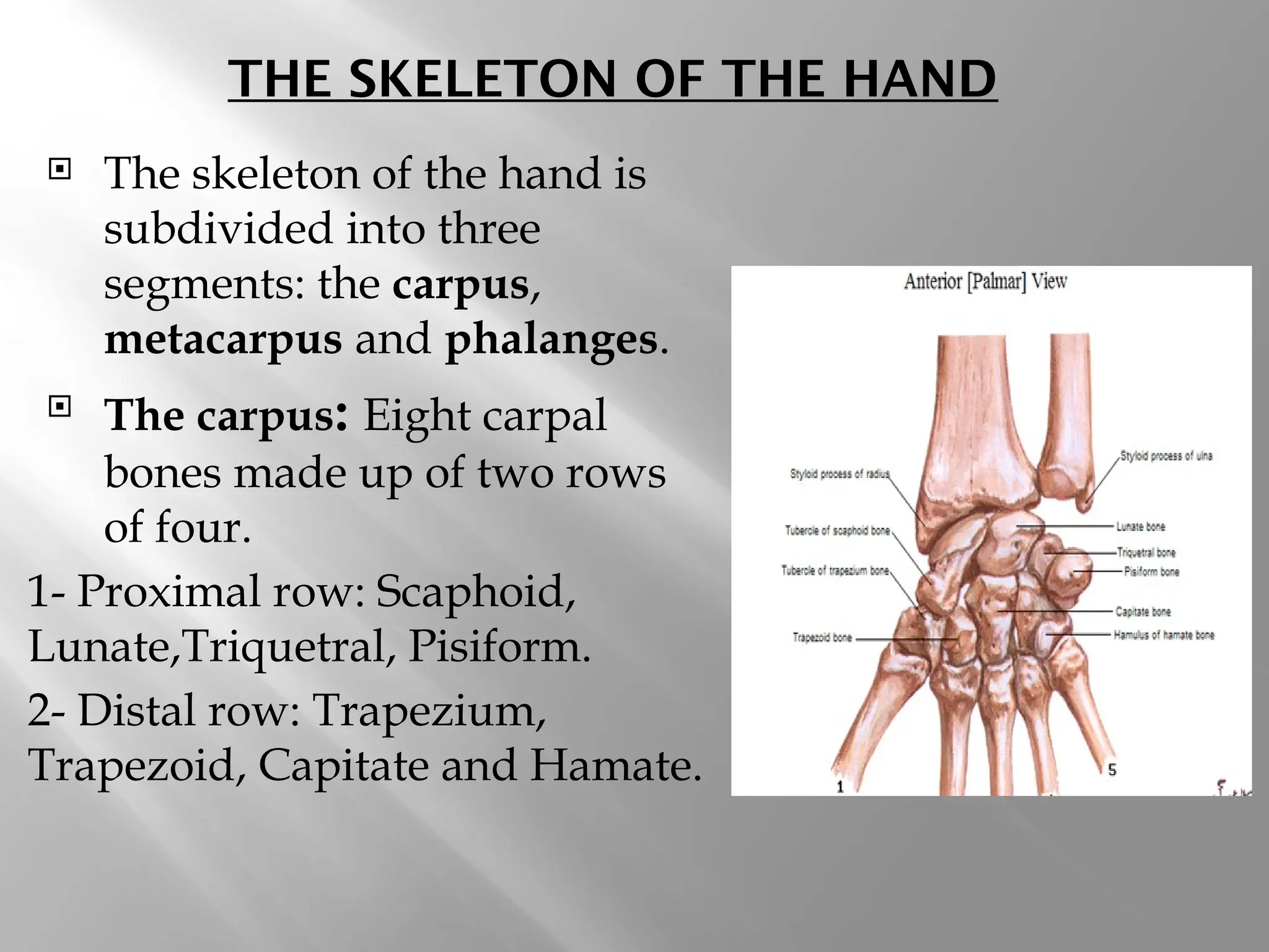 anatomy of the hand and its blood supply.ppt