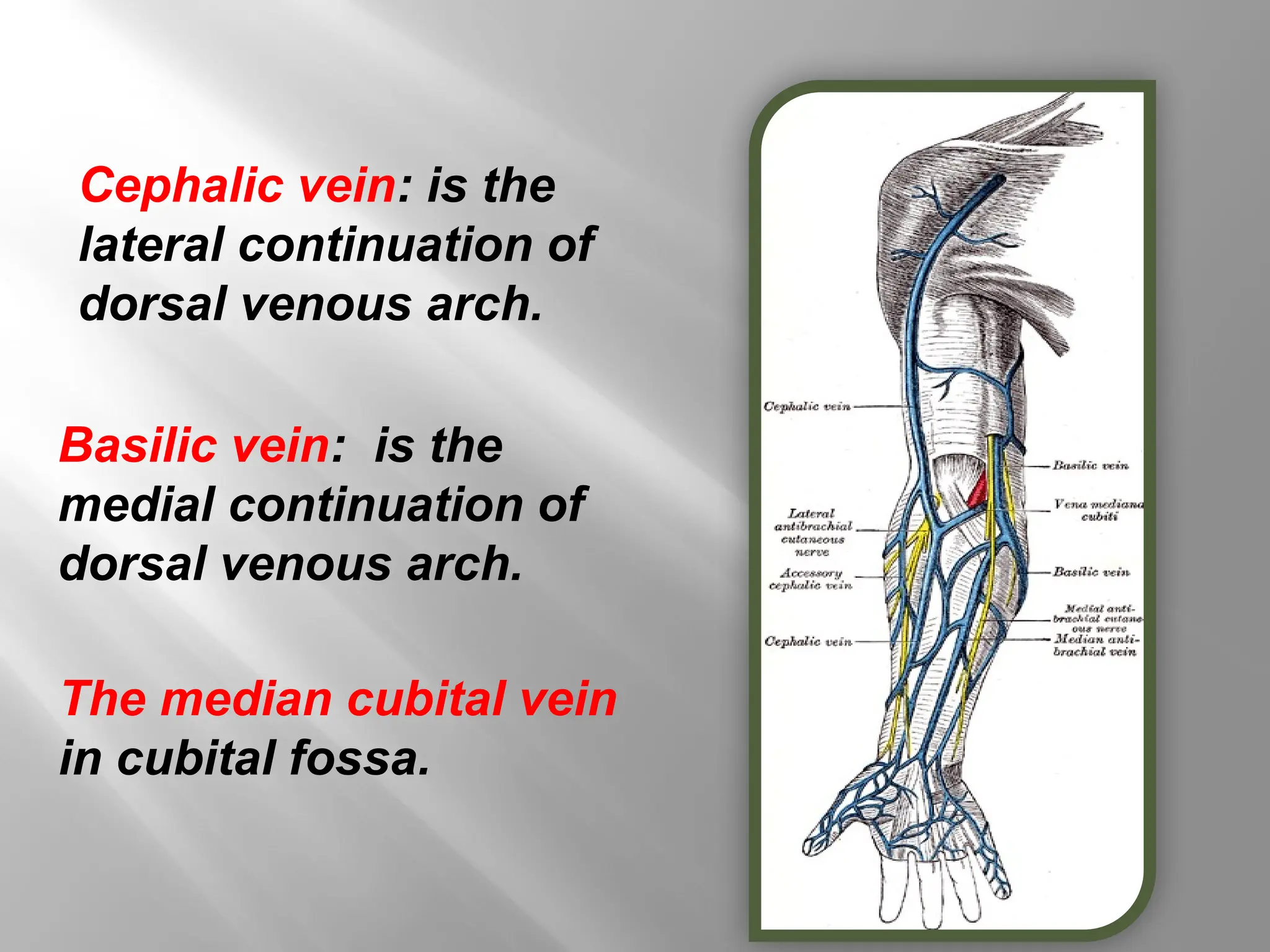 anatomy of the hand and its blood supply.ppt