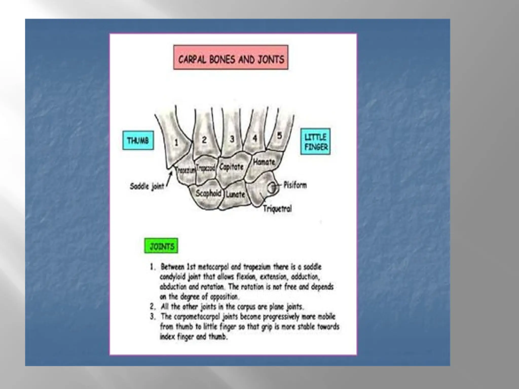 anatomy of the hand and its blood supply.ppt