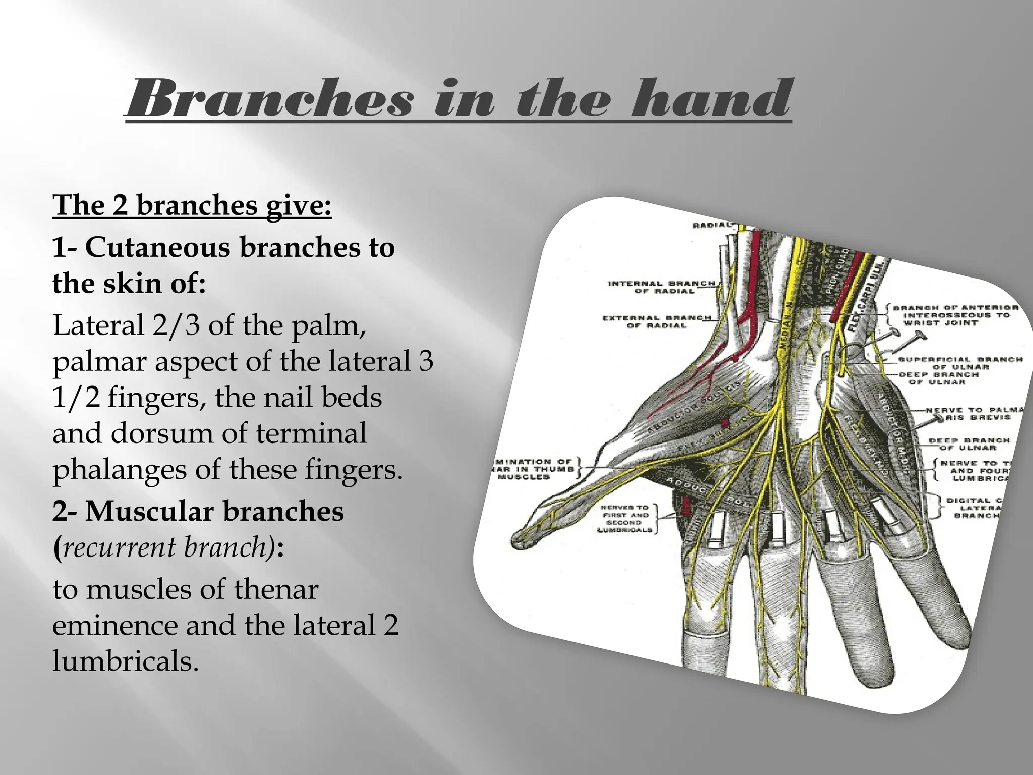 anatomy of the hand and its blood supply.ppt
