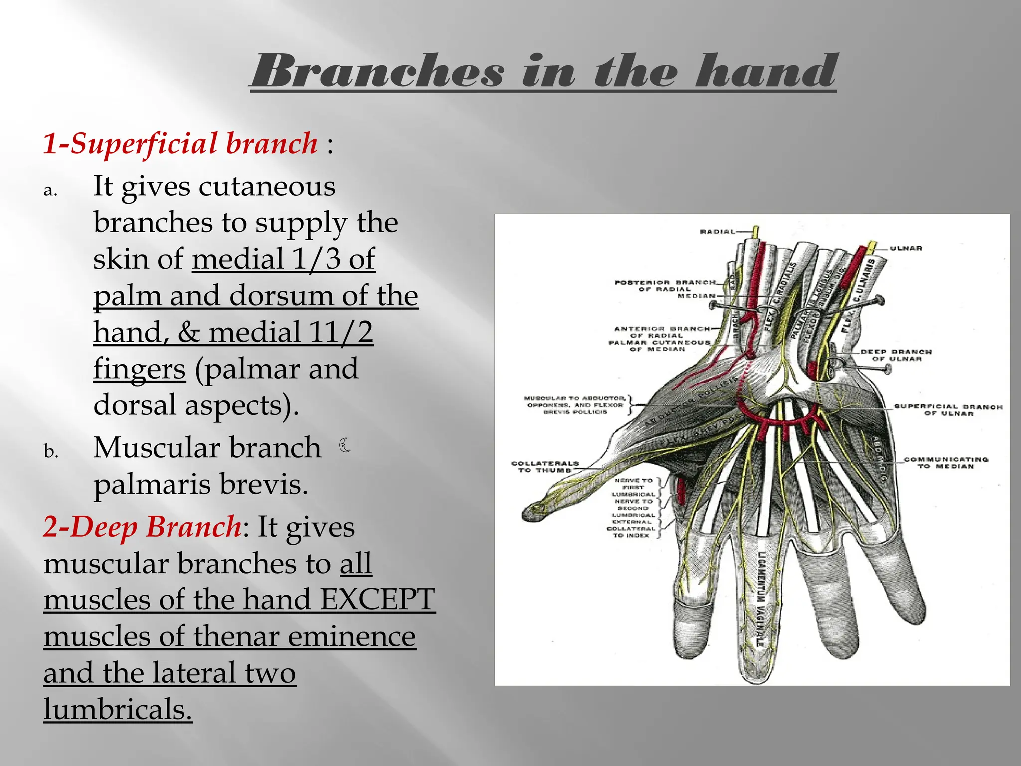 anatomy of the hand and its blood supply.ppt