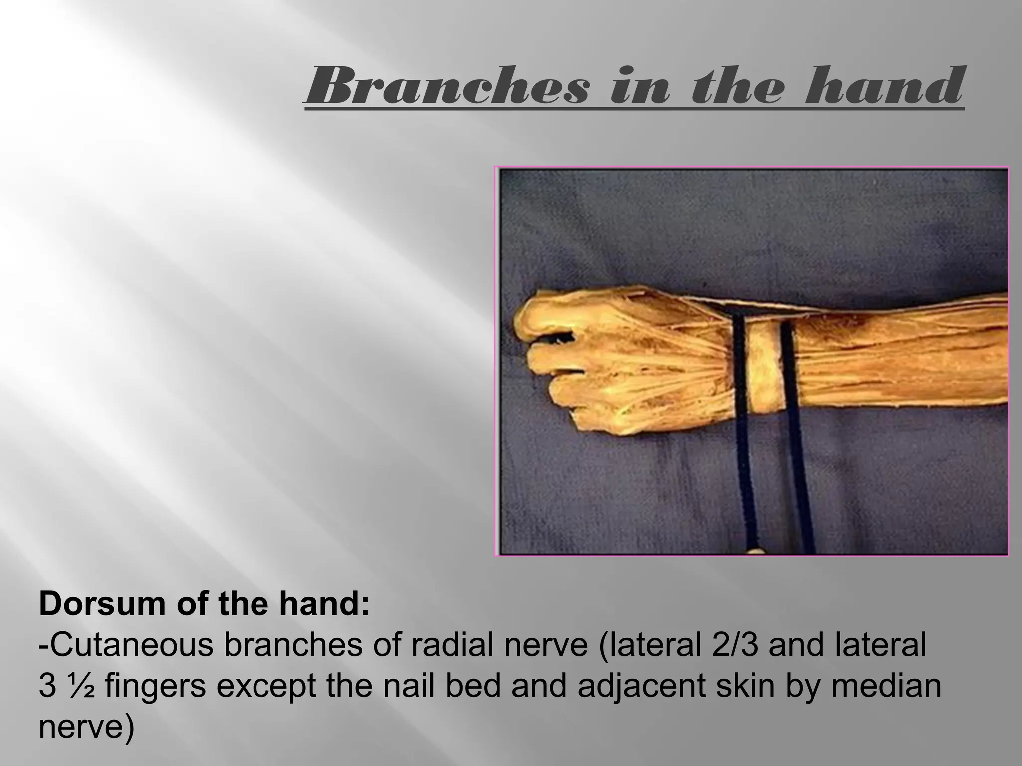 anatomy of the hand and its blood supply.ppt