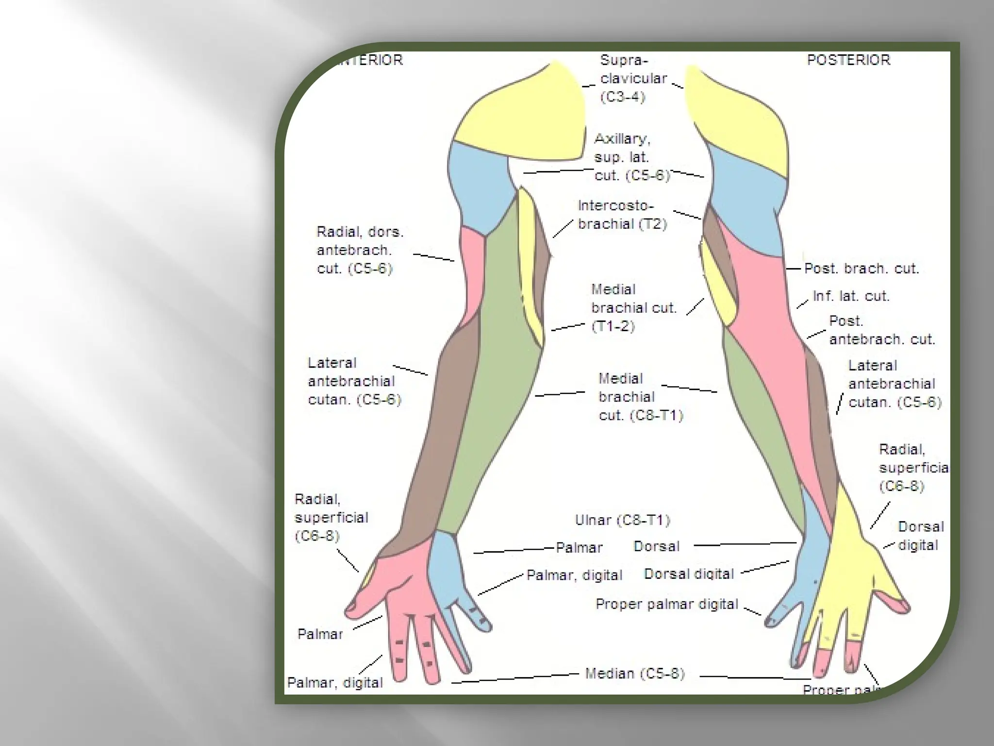 anatomy of the hand and its blood supply.ppt