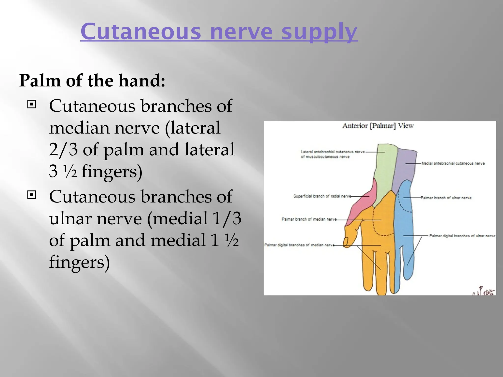 anatomy of the hand and its blood supply.ppt