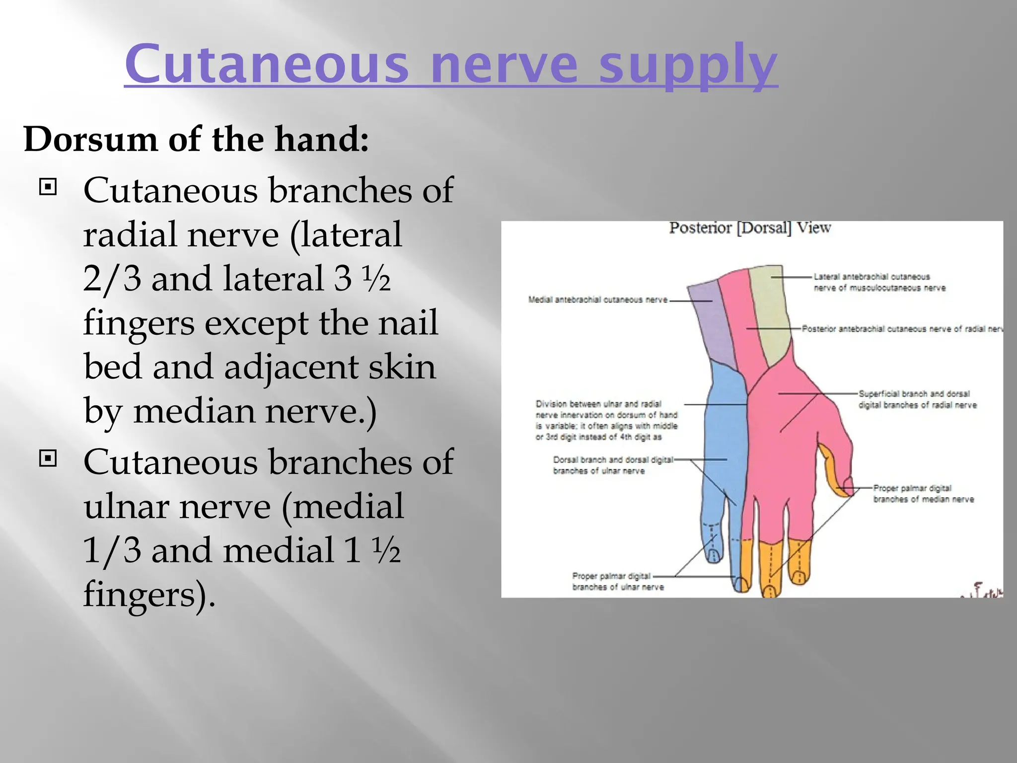 anatomy of the hand and its blood supply.ppt