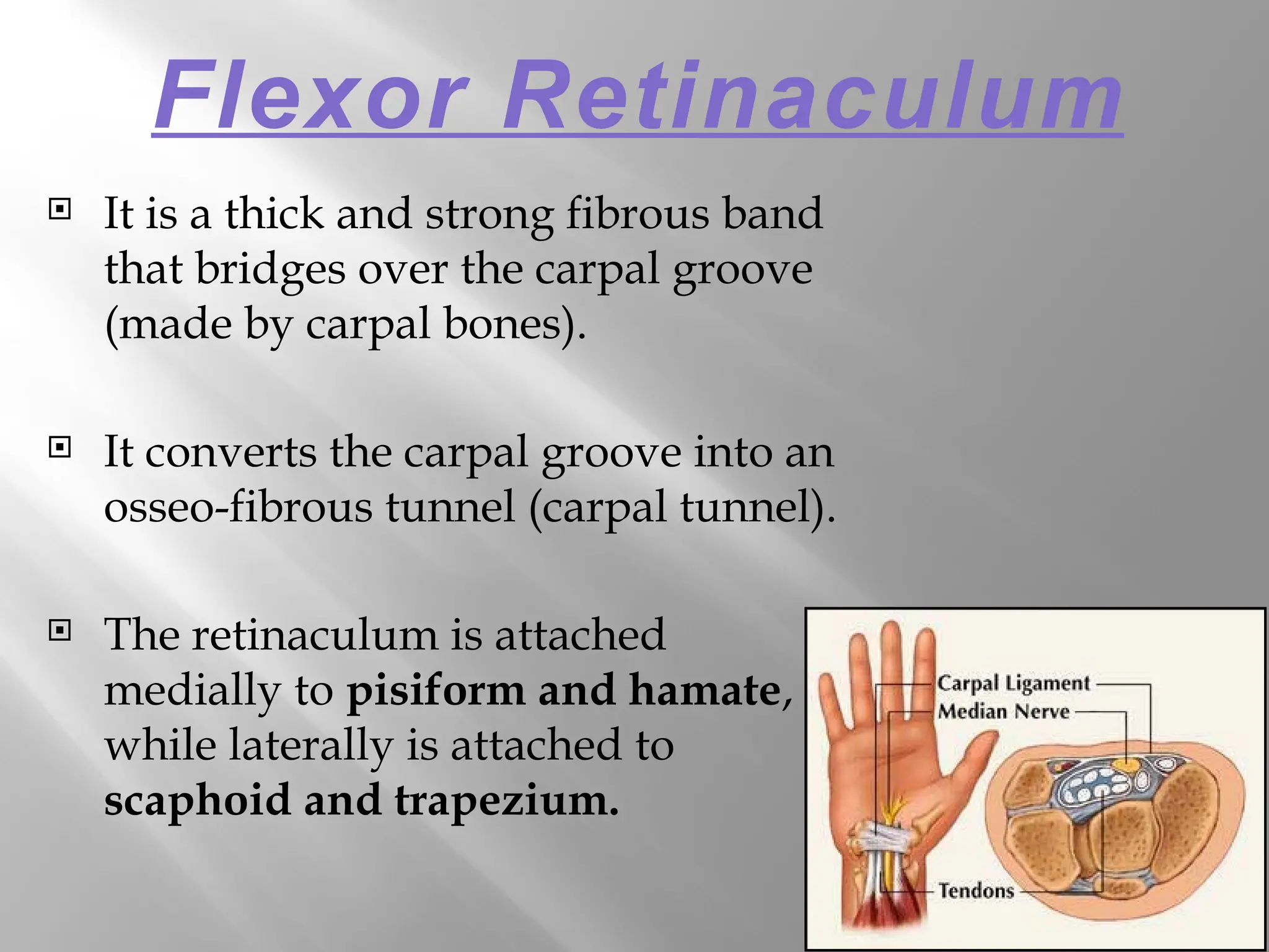 anatomy of the hand and its blood supply.ppt