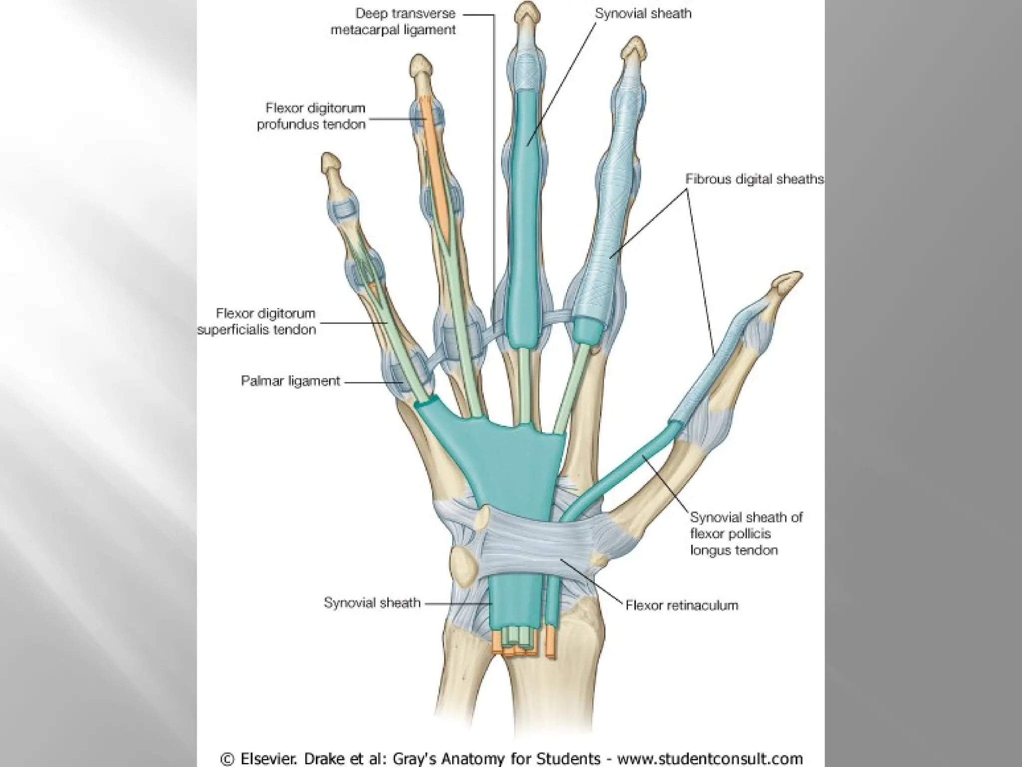 anatomy of the hand and its blood supply.ppt
