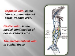 anatomy of the hand and its blood supply.ppt