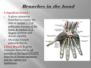 anatomy of the hand and its blood supply.ppt