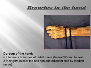 anatomy of the hand and its blood supply.ppt
