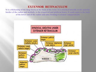 anatomy-of-the-hand-and-its-blood-supply-ppt