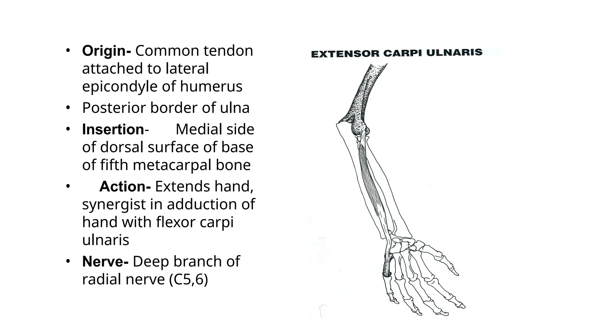 HAND.pptx for mbbs first year Details of hand Anatomy | PPTX