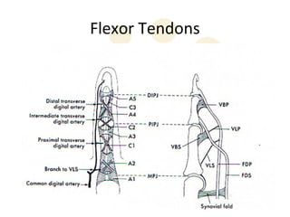 Hand anatomy | PPT