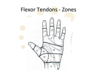 Hand anatomy | PPT