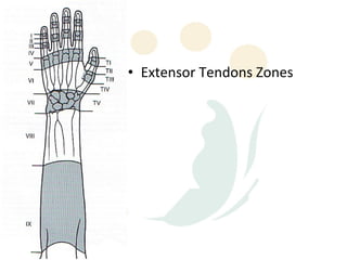 Hand anatomy | PPT
