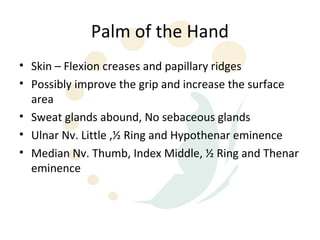 Hand anatomy | PPT