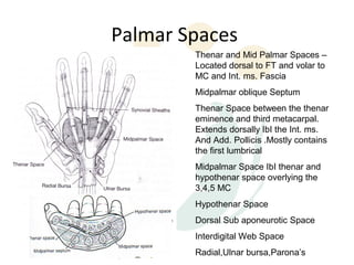 Hand anatomy | PPT | Death, Injury, or Military Conflict | Sensitive Topics