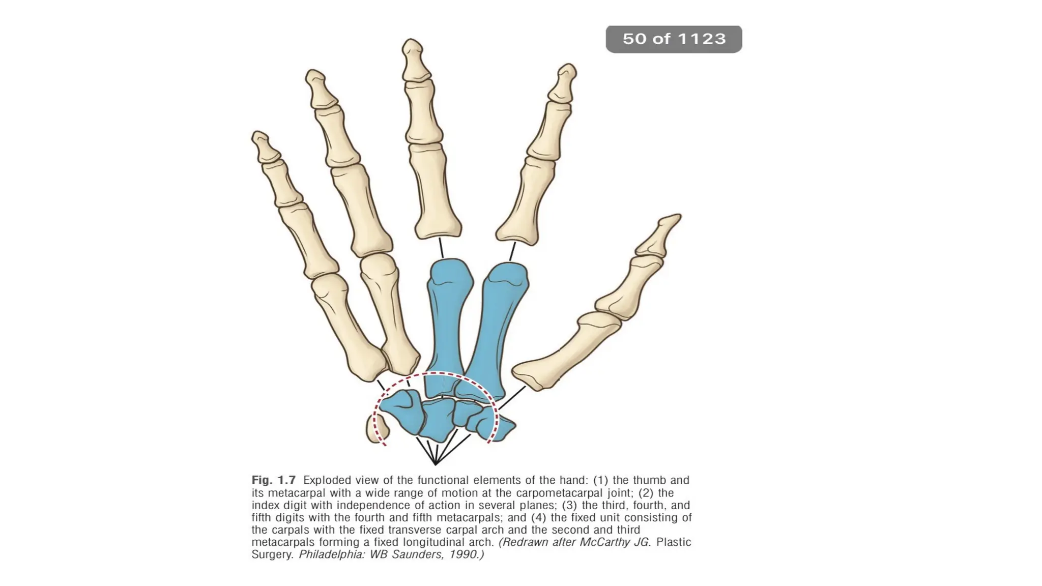 HAND-ANATOMY, MANAGEMENT OF HAND AND FINGER TIP INJURIES 1.pptx