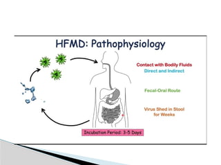 Hand -Foot and Mouth Disease PPT[8380].pptx