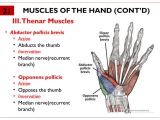 HAND-SKELETON, INTEROSSEI AND LUMBRICALS.pptx