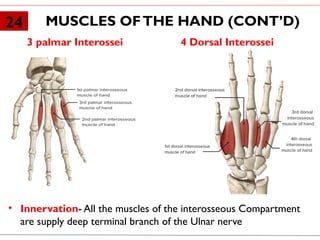 HAND-SKELETON, INTEROSSEI AND LUMBRICALS.pptx