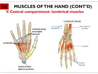 HAND-SKELETON, INTEROSSEI AND LUMBRICALS.pptx