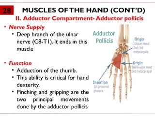 HAND-SKELETON, INTEROSSEI AND LUMBRICALS.pptx
