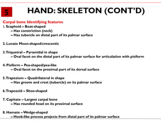 HAND-SKELETON, INTEROSSEI AND LUMBRICALS.pptx