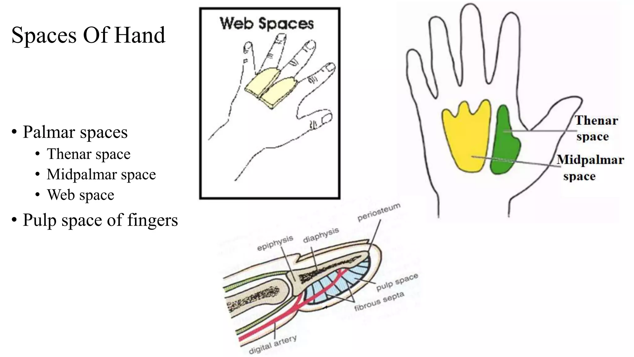 Hand-spaces and arterial arches.pptx