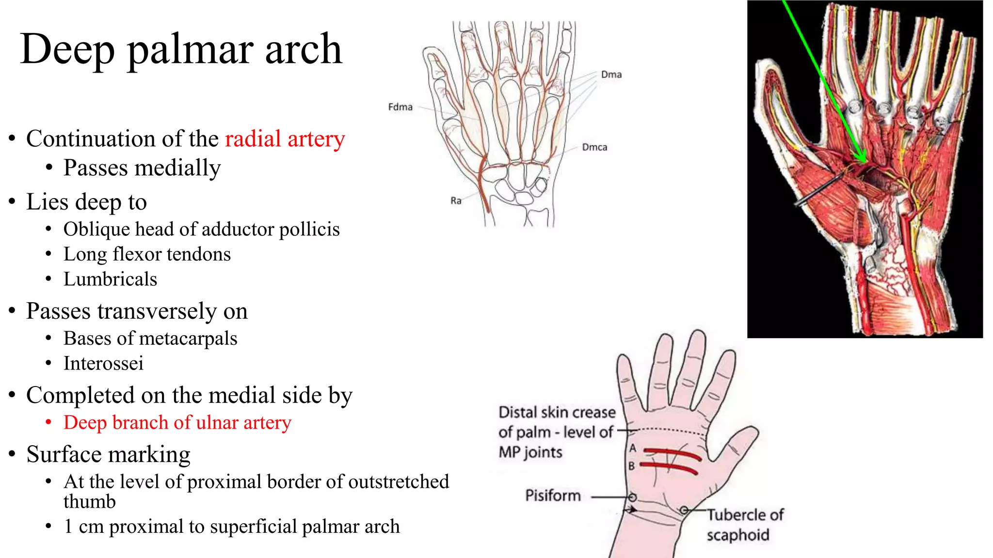 Hand-spaces and arterial arches.pptx
