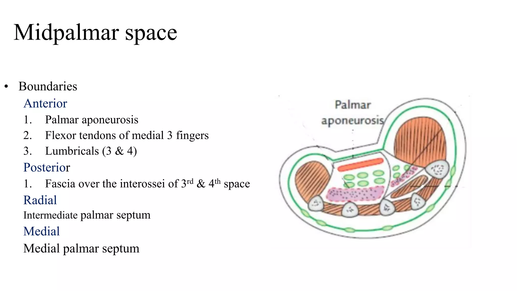 Hand-spaces and arterial arches.pptx