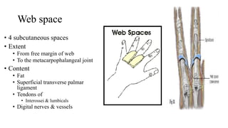 Hand-spaces and arterial arches.pptx