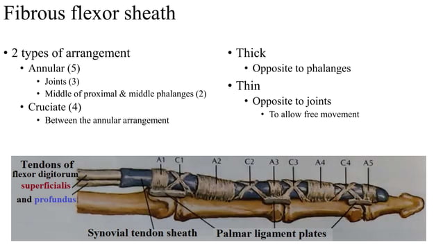 Hand-spaces and arterial arches.pptx